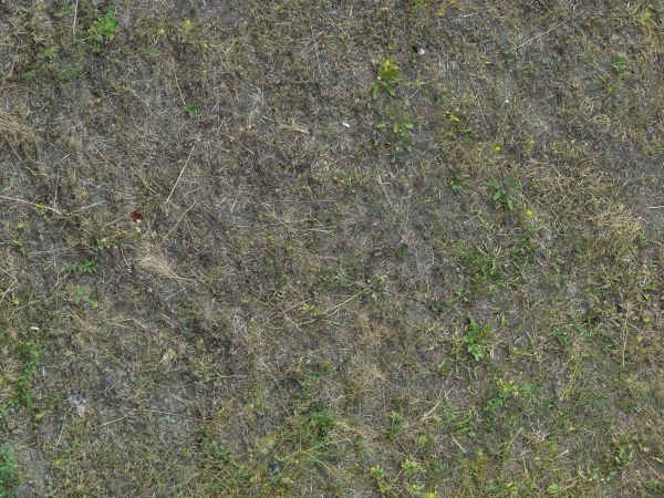 grass with sticks texture 0008 - Texturelib